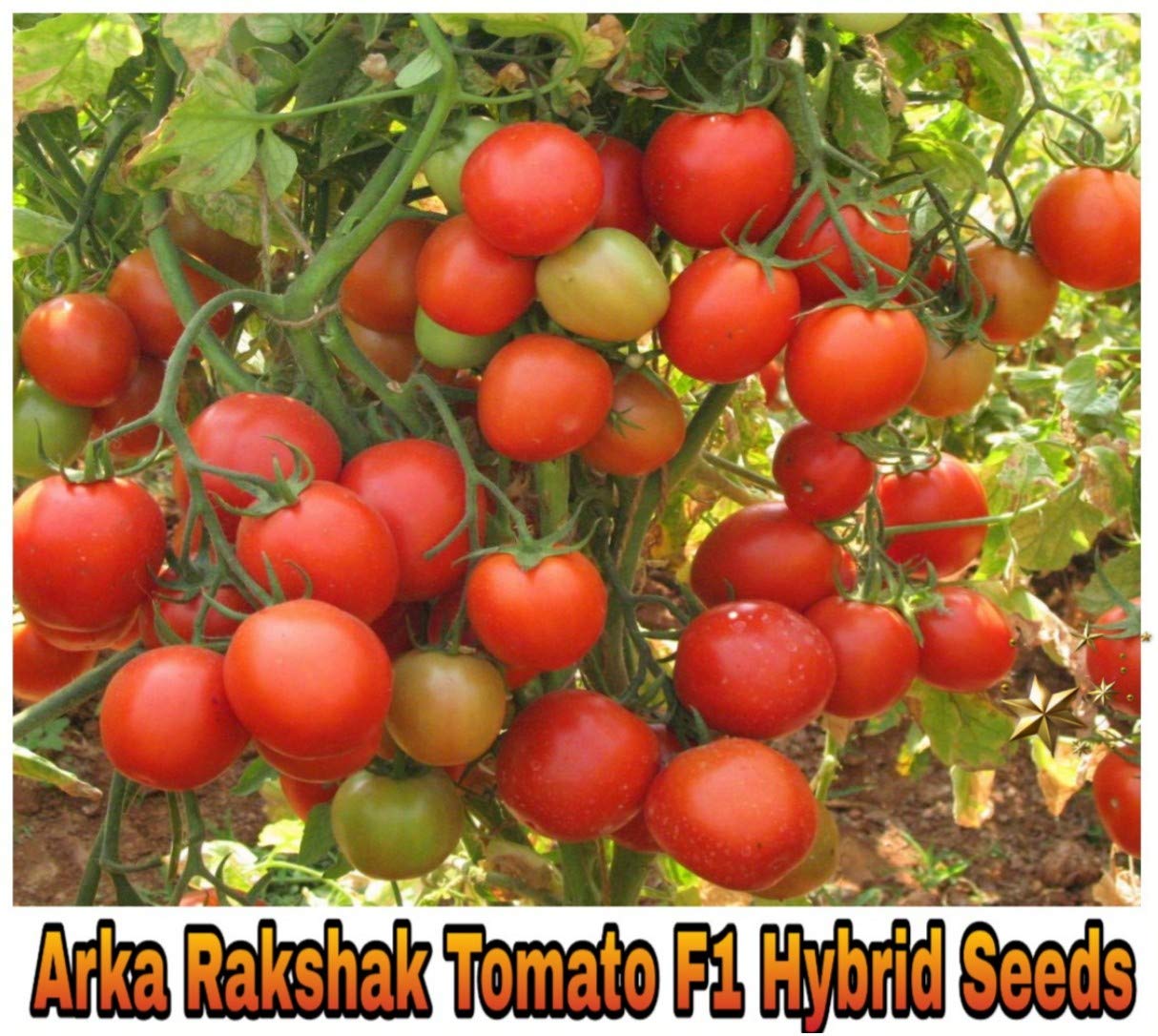 Indian Vegetable Seeds | Kattula Family Farms
