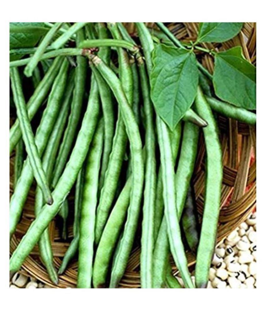 Cow pea Kashi Nidhi / Chawli | Kattula Family Farms