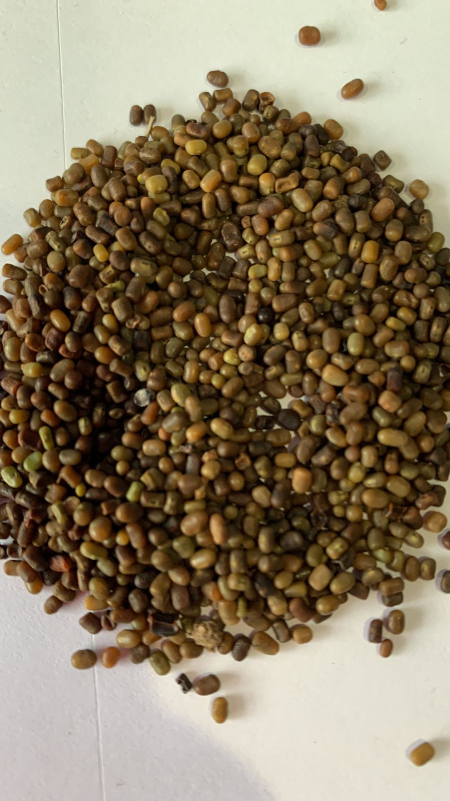 Indigo Seeds | Kattula Family Farms