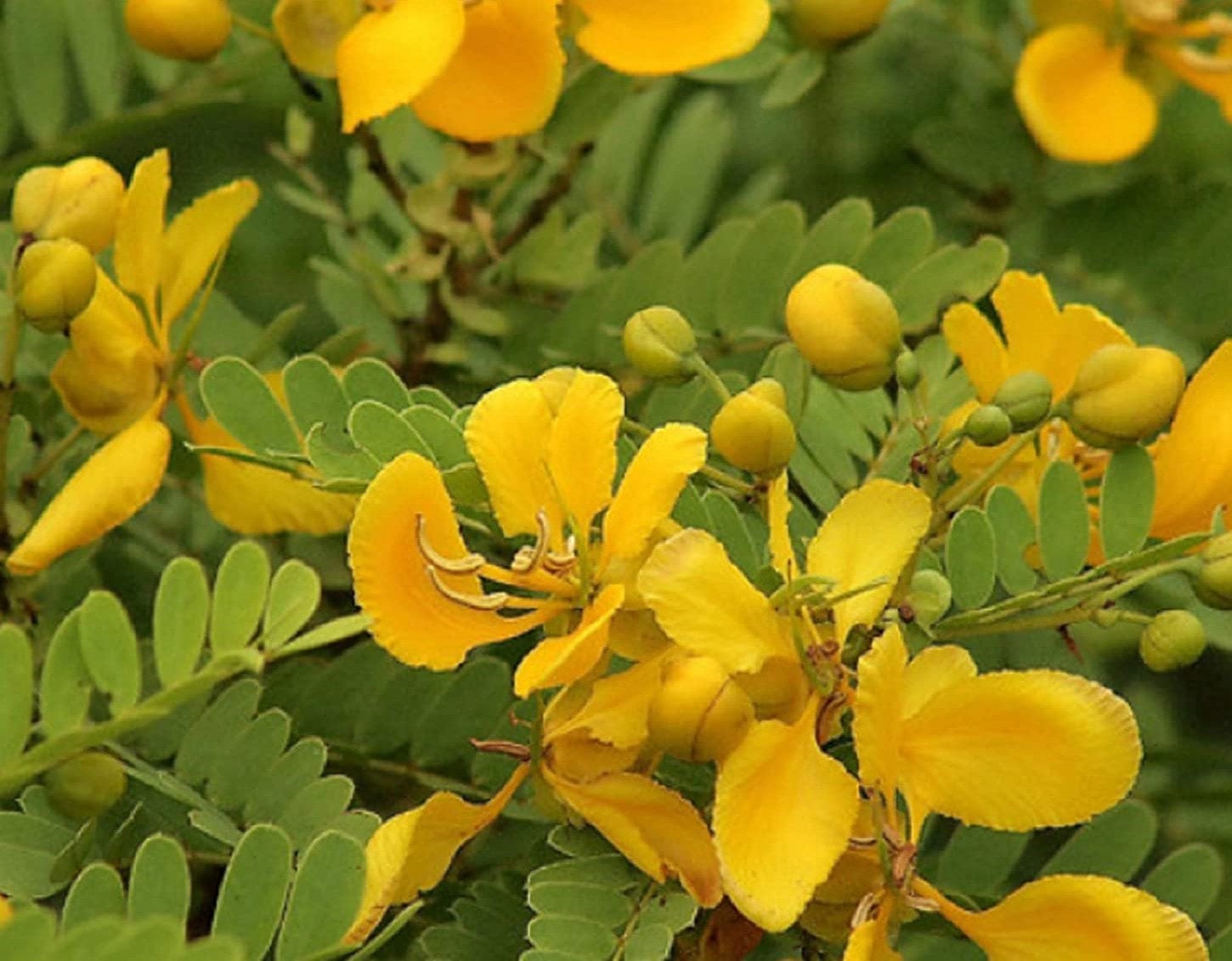 Tangedu/ senna Ariculata