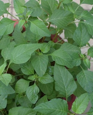 Indian Vegetable Seeds | Kattula Family Farms