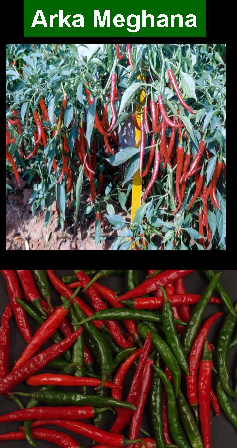 Chilli Arka Meghana F1 hybrid chilli | Kattula Family Farms