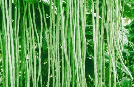 Yard long bean Dark green