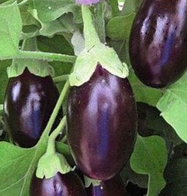 Brinjal- Bhagyamathi