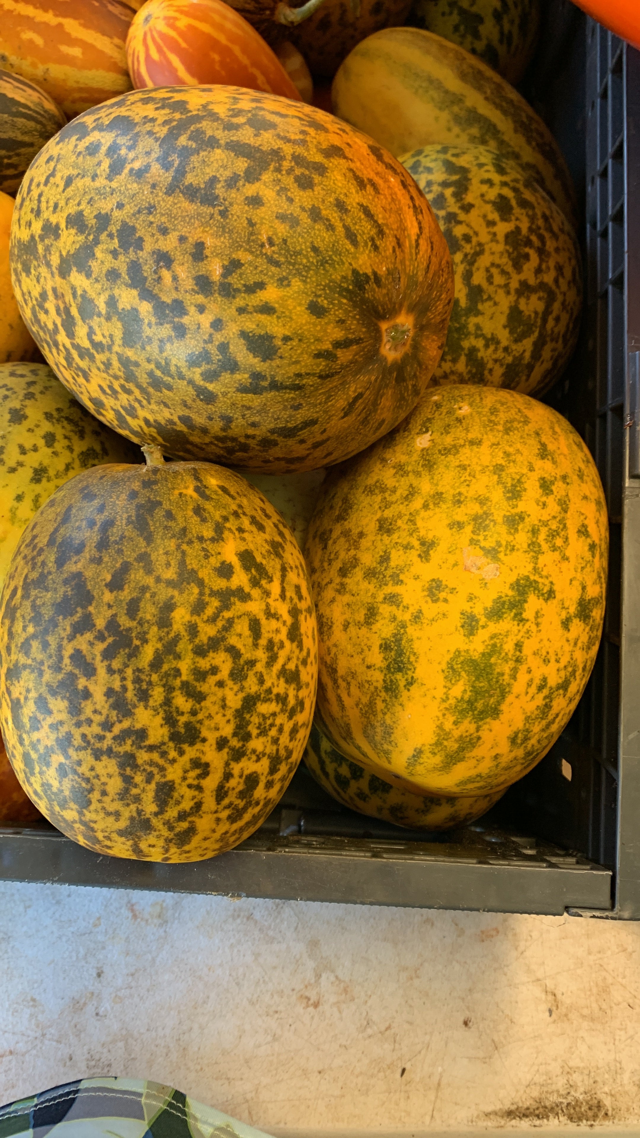 Dosakai (ROYAL) | Kattula Family Farms