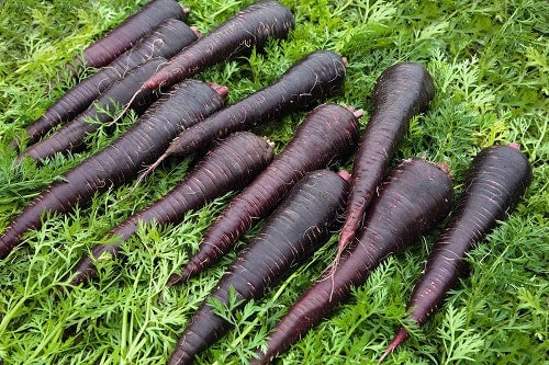 black carrot