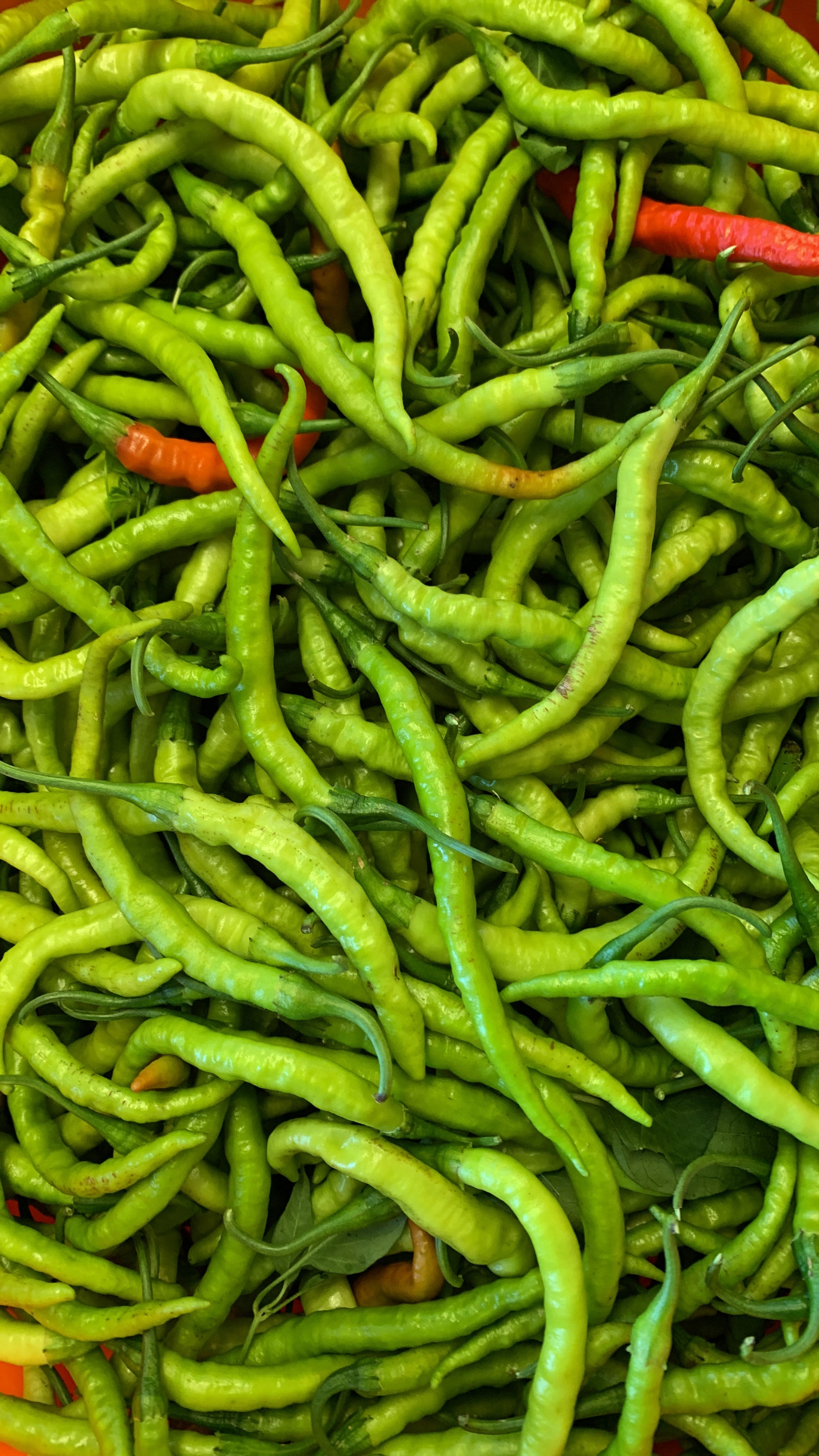 Green chillies Pusa Jwala Variety.