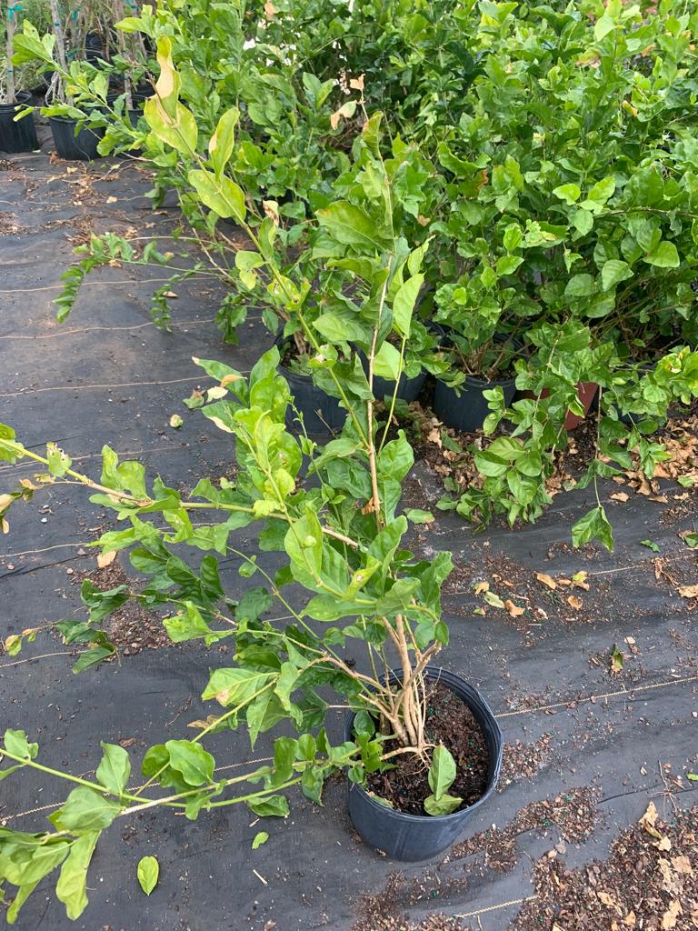 Belle Of India | Kattula Family Farms