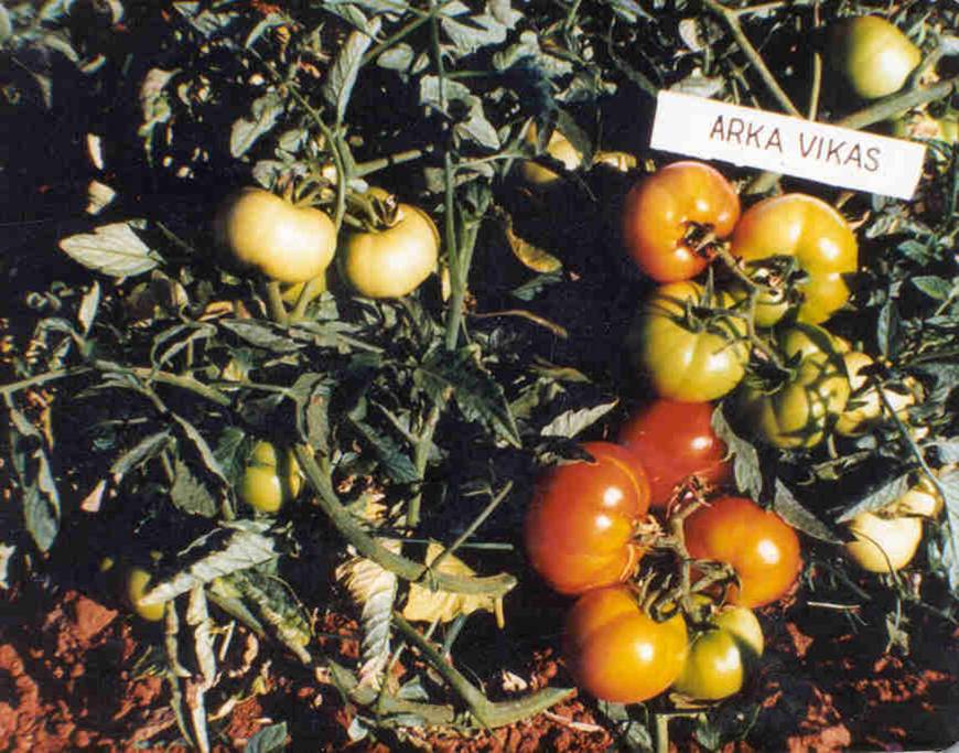 Indian Vegetable Seeds | Kattula Family Farms