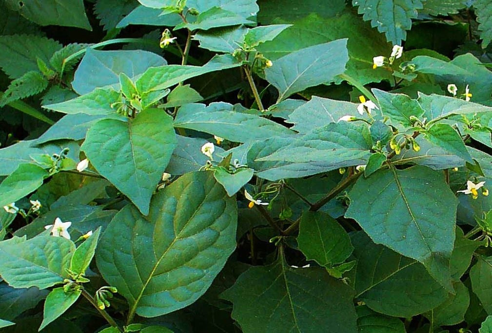 Manathakkali | Kattula Family Farms