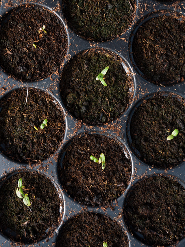 Indian Vegetable Seeds | Kattula Family Farms