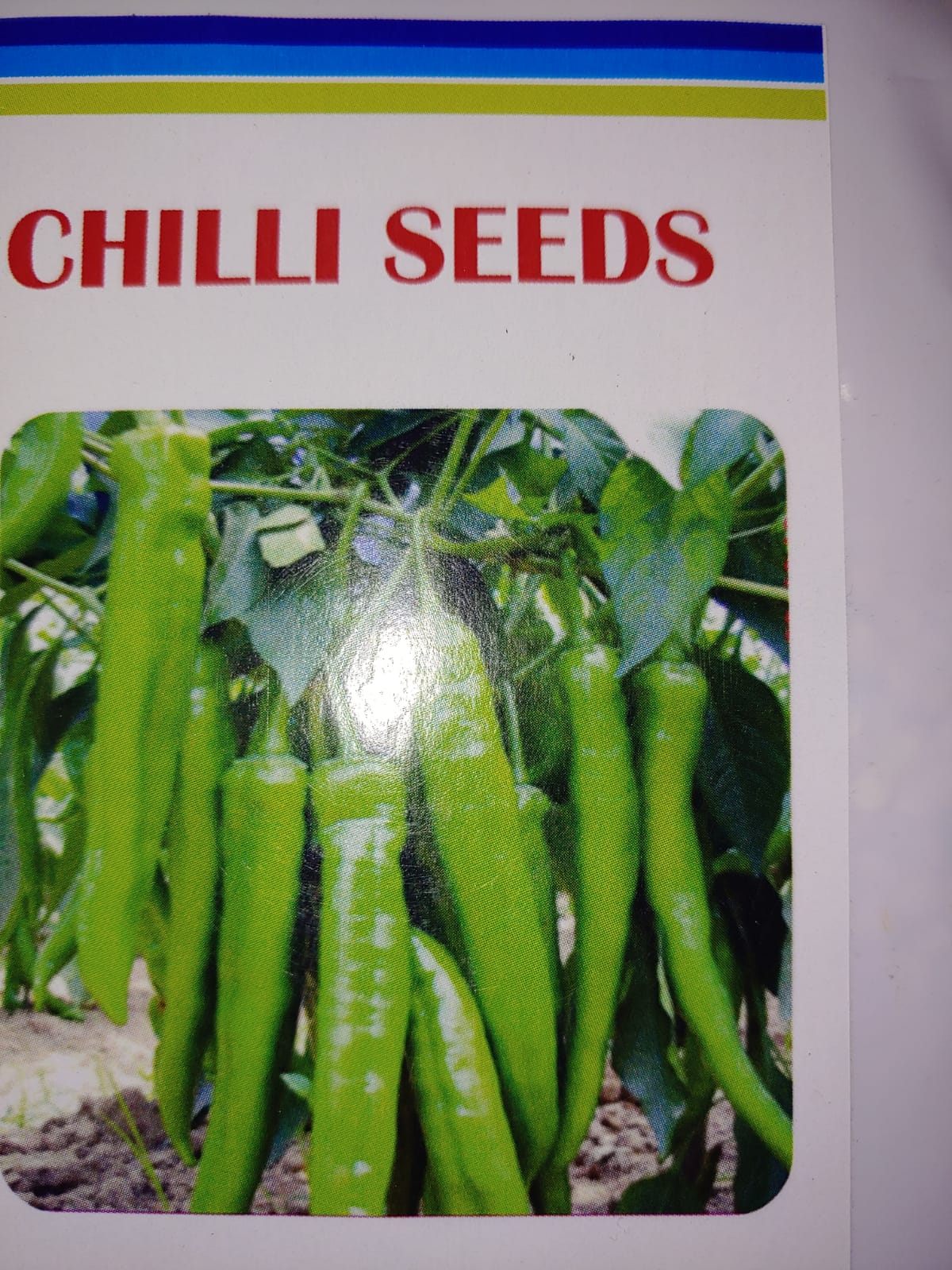 Mirchi bajji seeds | Kattula Family Farms