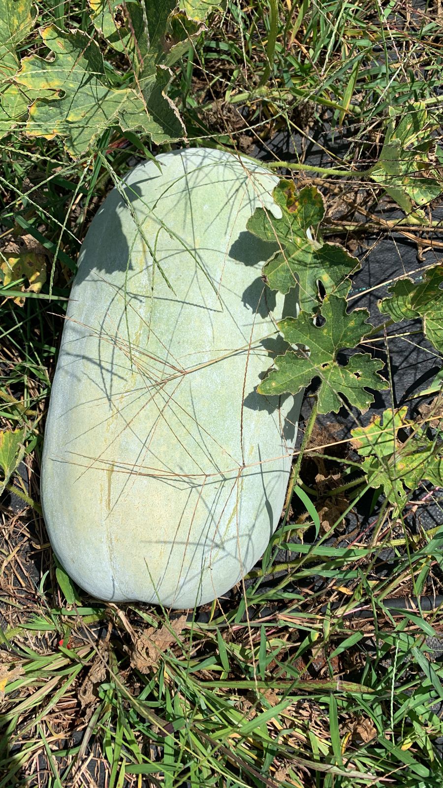 Indian Vegetable Seeds | Kattula Family Farms