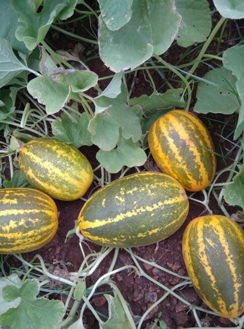 Dosakai Small | Kattula Family Farms