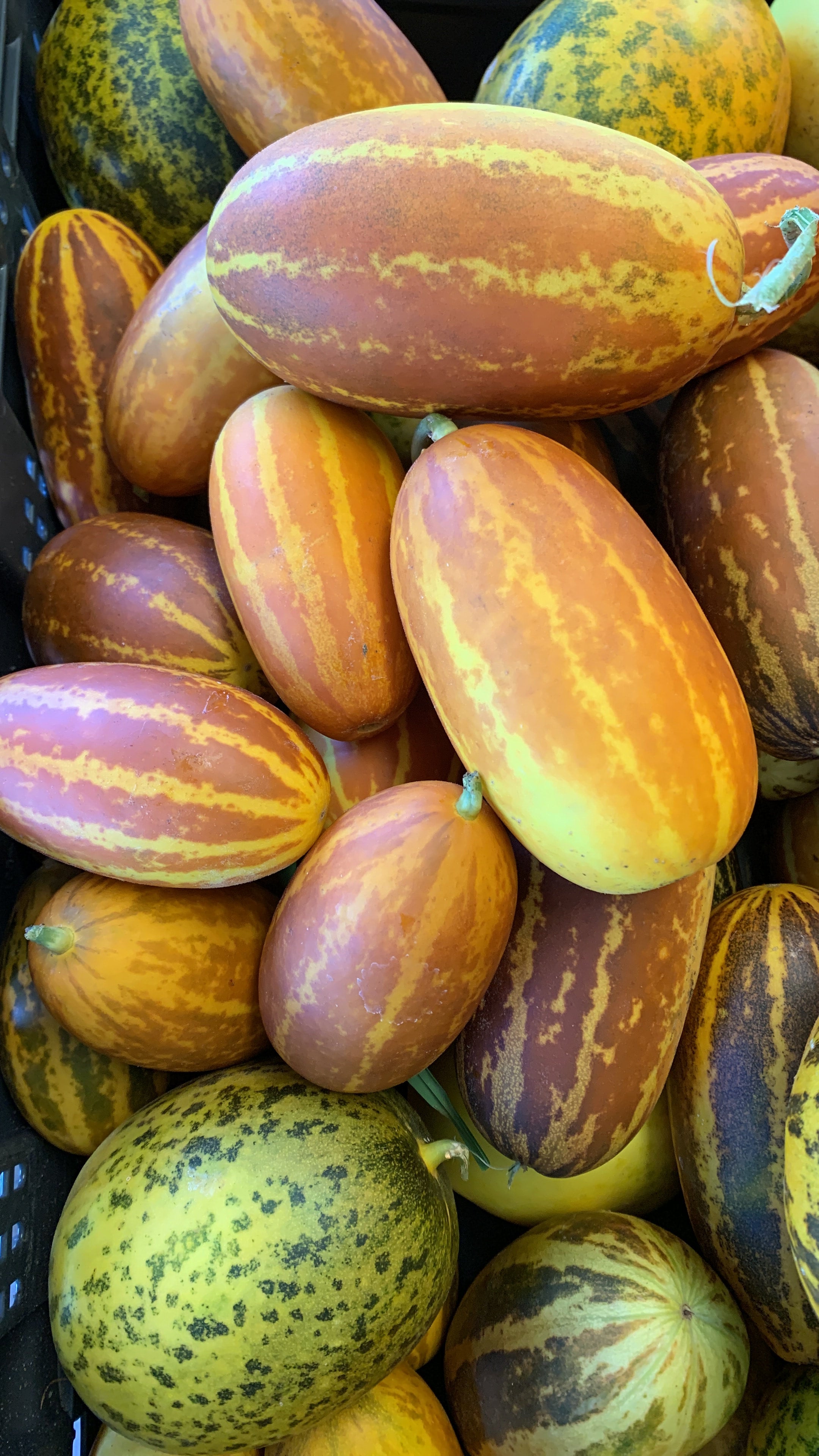 Dosakai Small | Kattula Family Farms