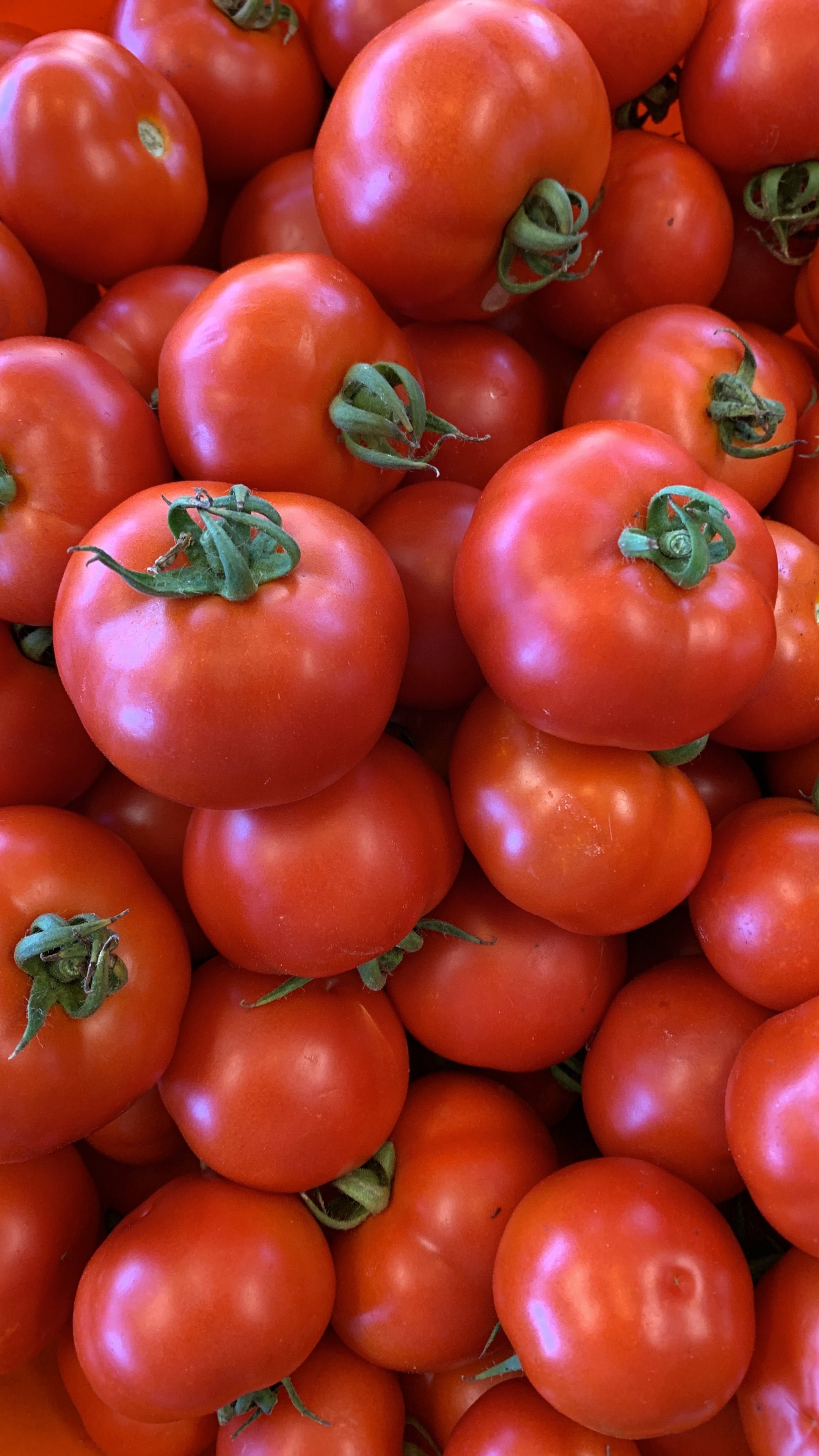 Arka Samrat Tomato seeds | Kattula Family Farms