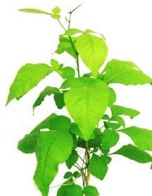 Bilva tree seeds | Kattula Family Farms