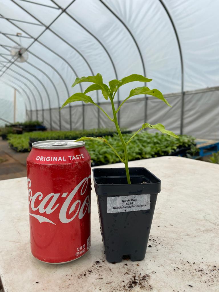 Mirchi Bajji Seedling | Kattula Family Farms