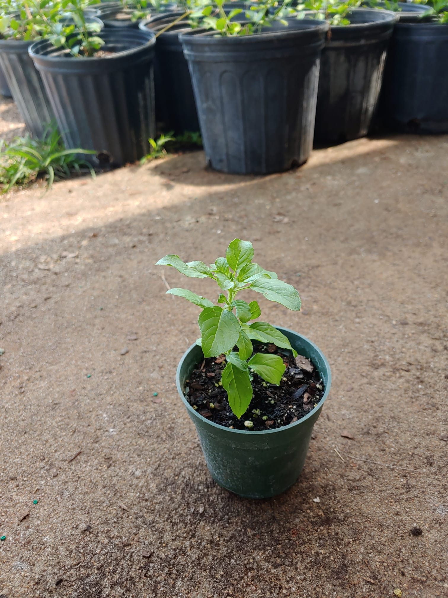 Kattula Family Farms