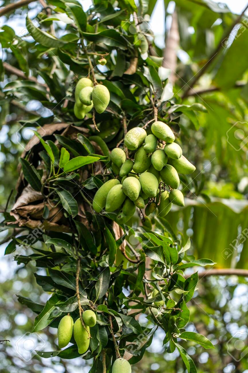 Kattula Family Farms