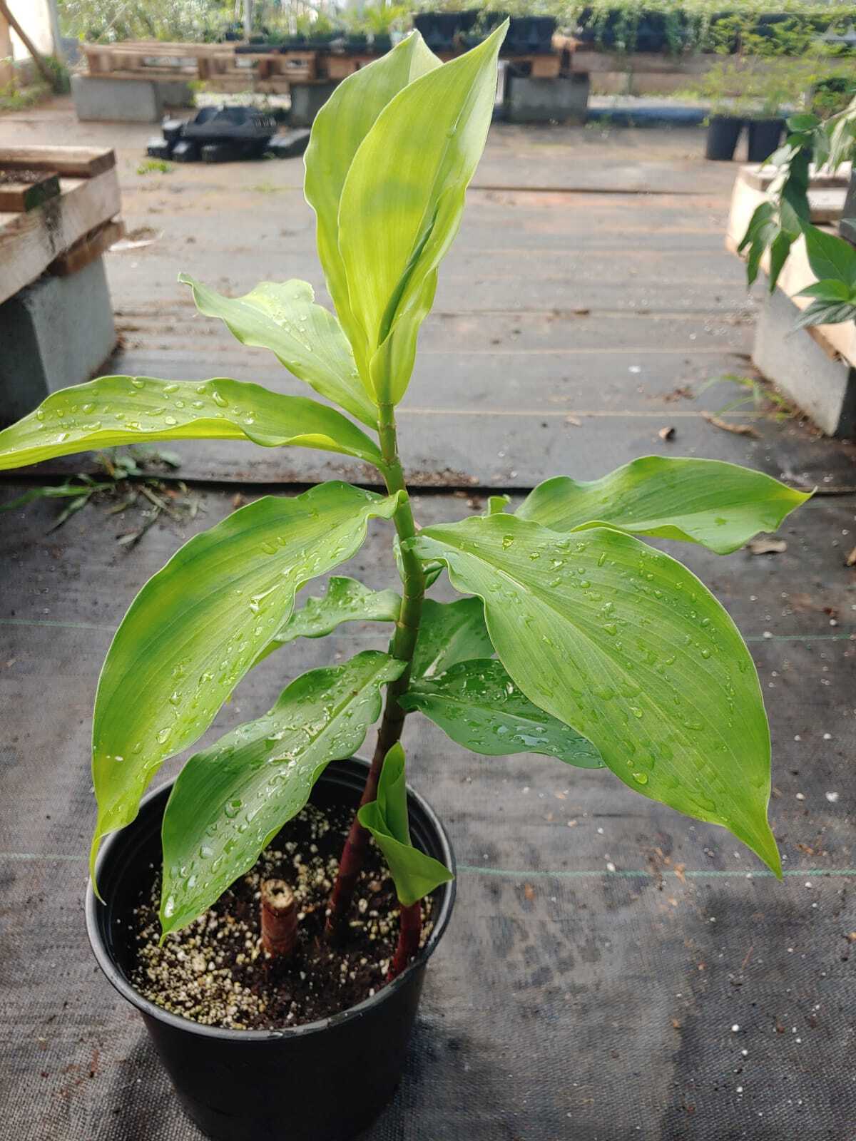 Plants | Kattula Family Farms