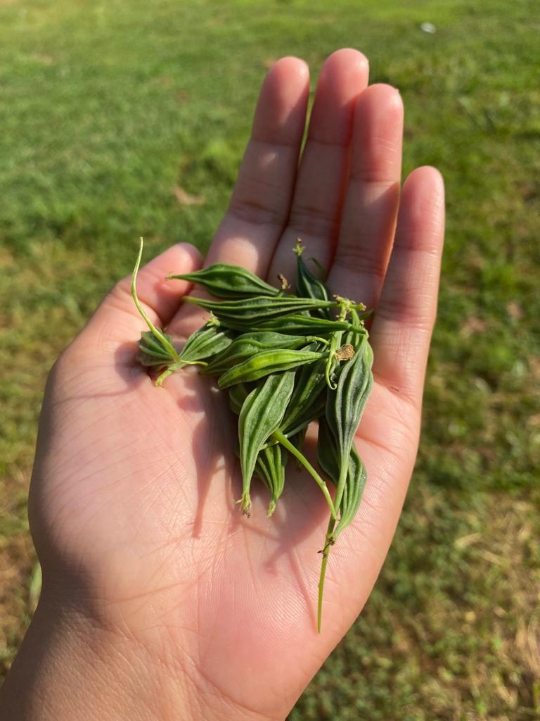 Kasarakaya/Athalakkai | Kattula Family Farms