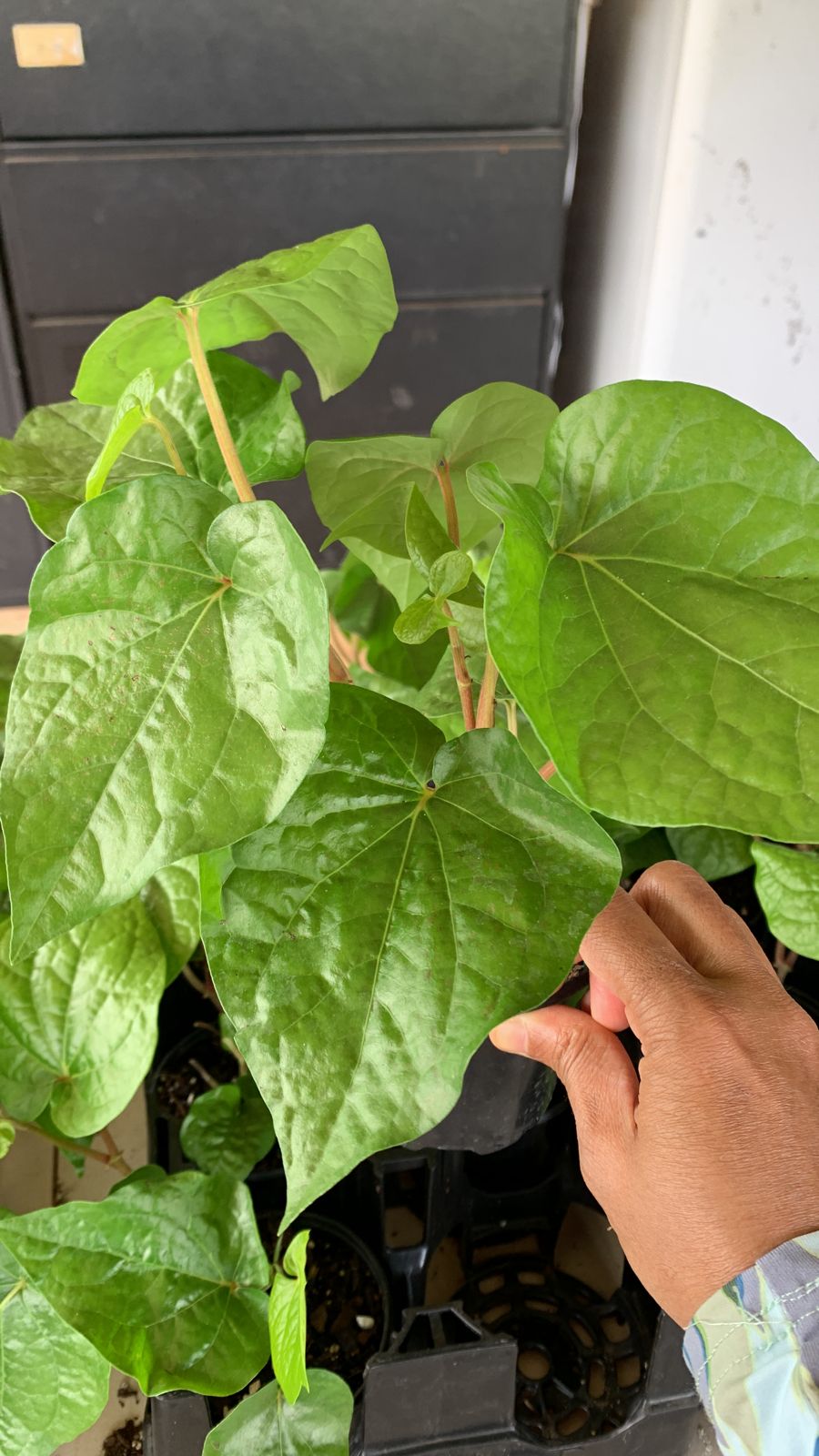 Plants | Kattula Family Farms