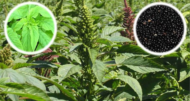 Thotakura / Amaranth seeds | Kattula Family Farms