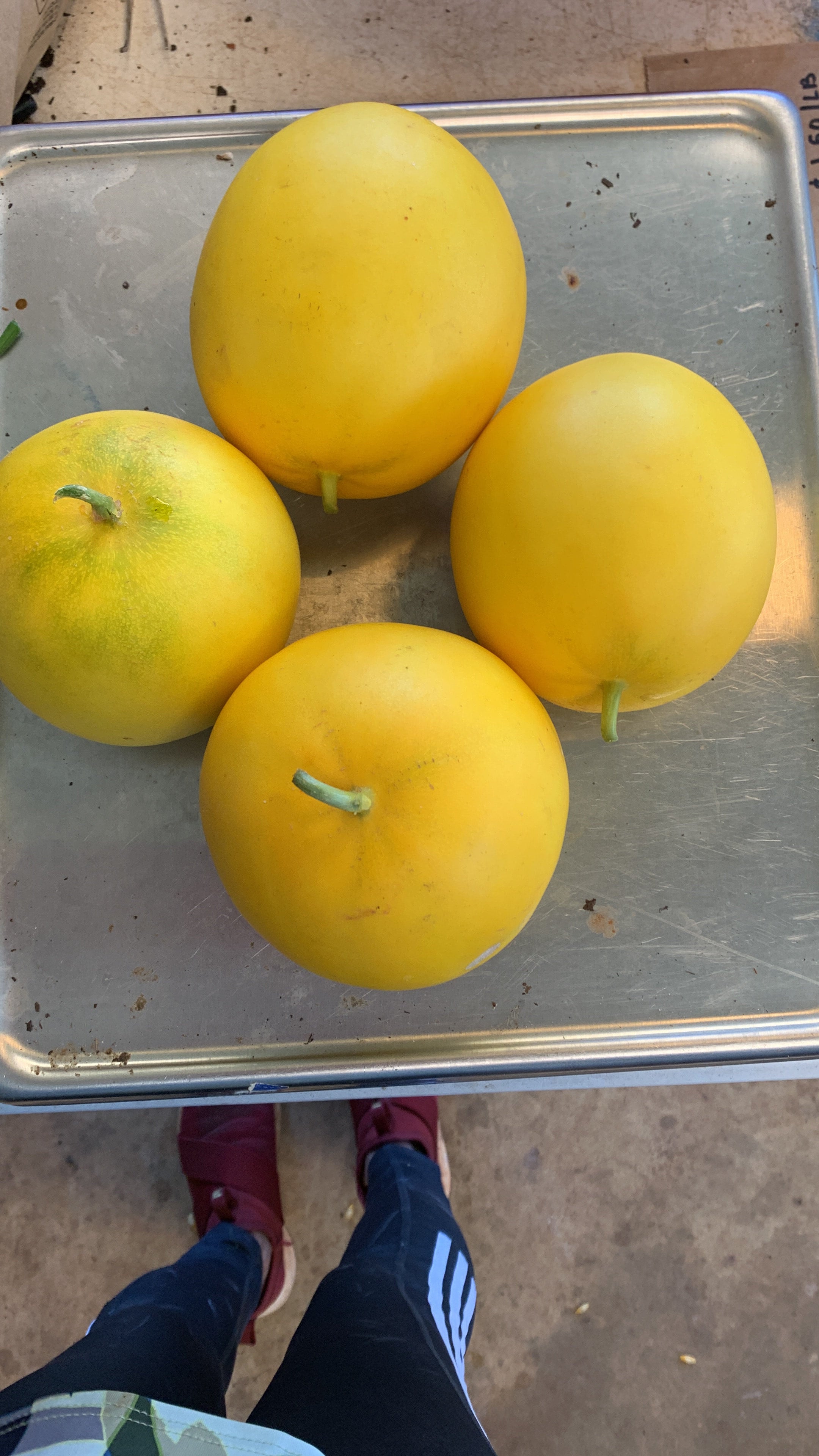 Dosakaya | Kattula Family Farms