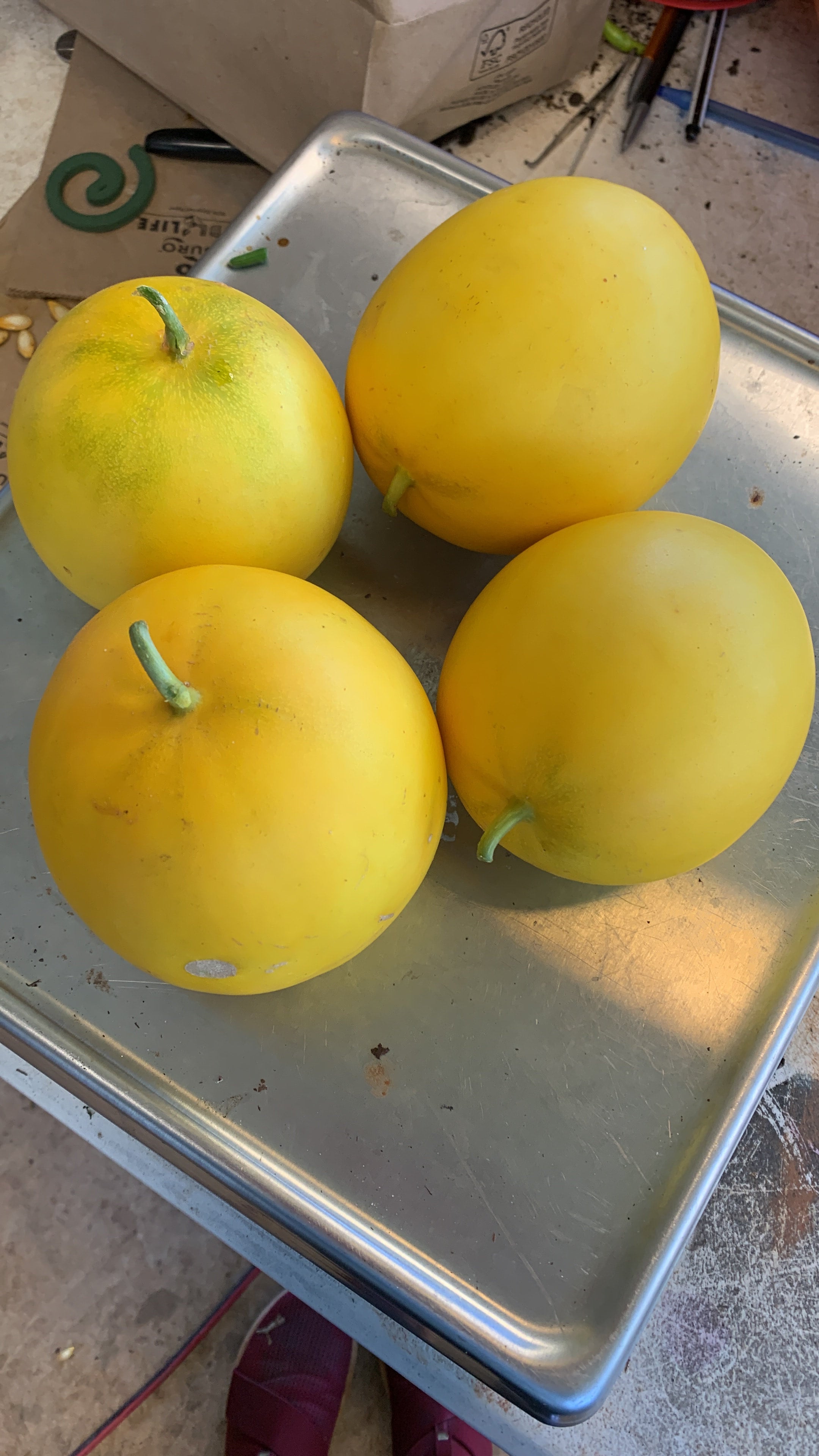 Dosakaya | Kattula Family Farms