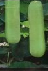 Indian Vegetable Seeds | Kattula Family Farms