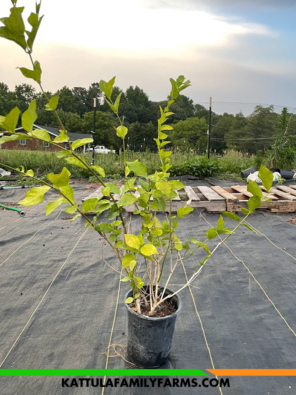 Kattula Family Farms