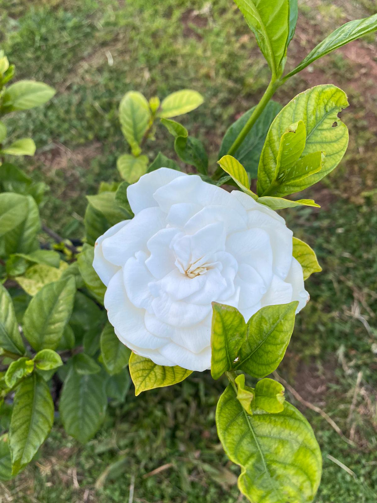 Kattula Family Farms