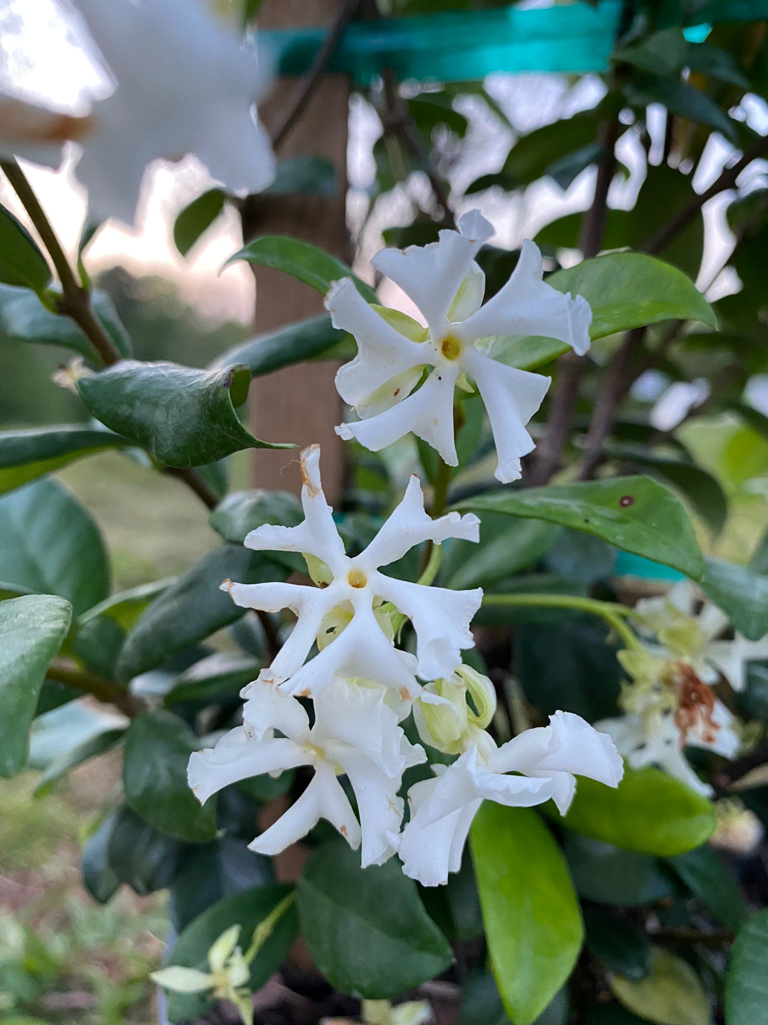 Kattula Family Farms