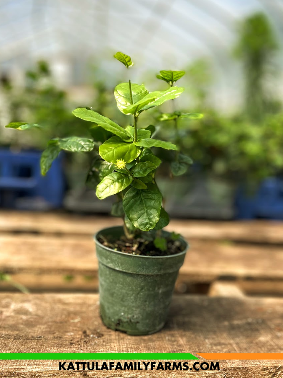 Kattula Family Farms