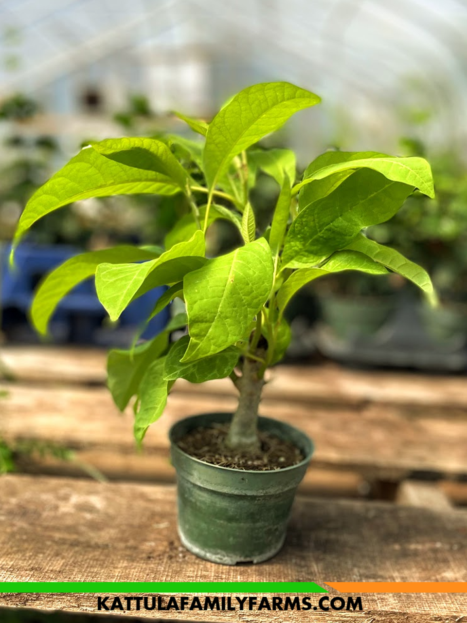 Kattula Family Farms