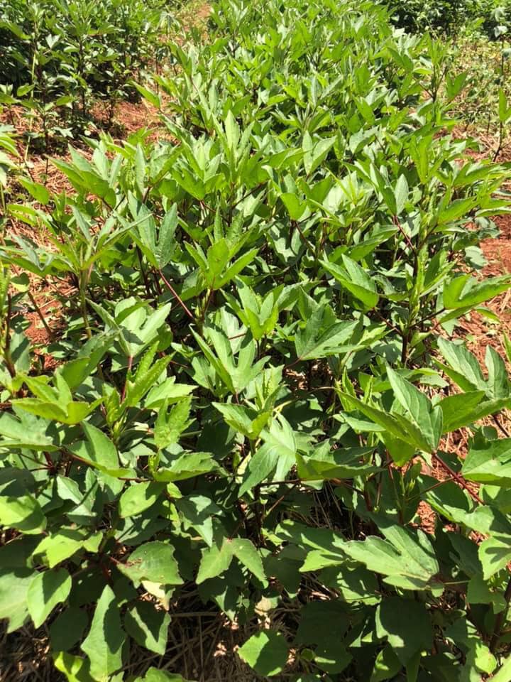 Gongura Seeds | Kattula Family Farms