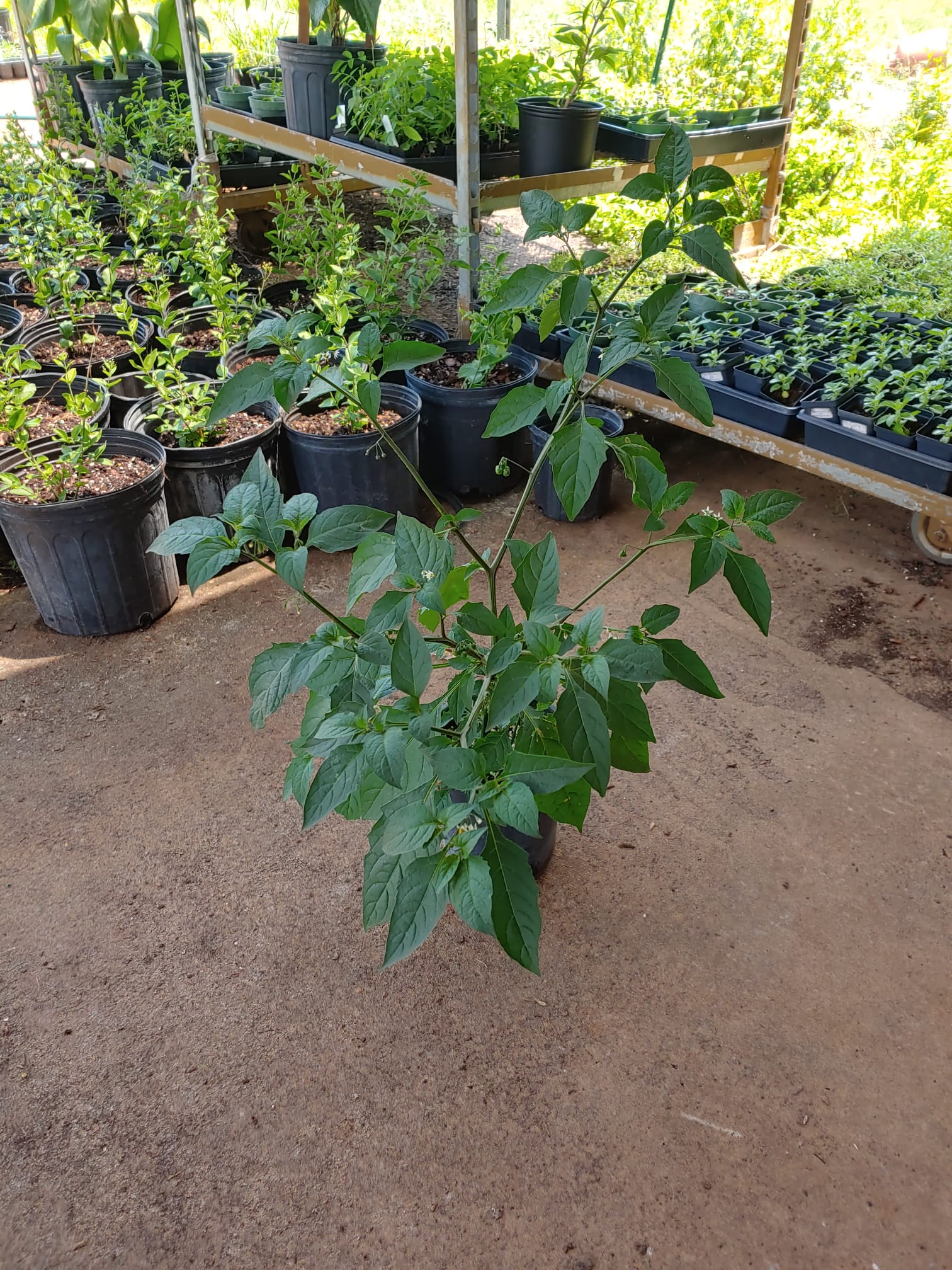 Kamanchi plant | Kattula Family Farms