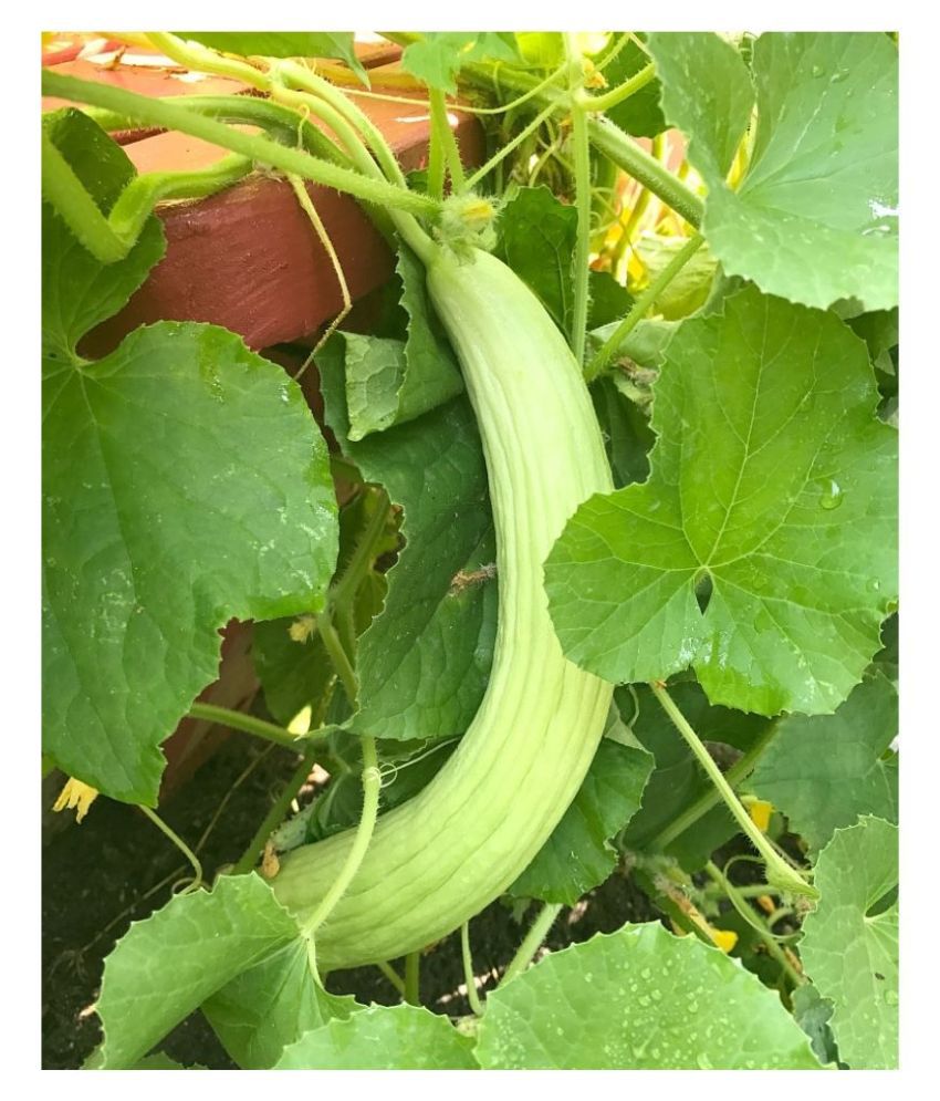 Dosakaya- Kakdi | Kattula Family Farms