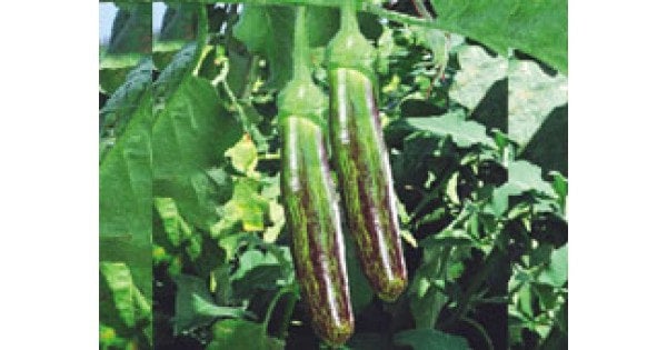 Indian Vegetable Seeds | Kattula Family Farms