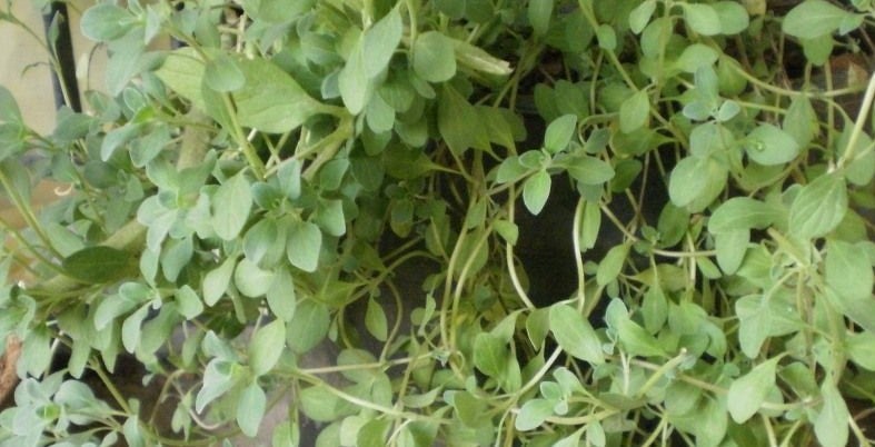 Maruvam | Kattula Family Farms