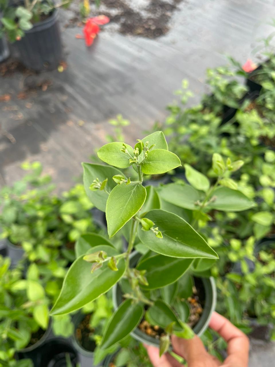 Kattula Family Farms