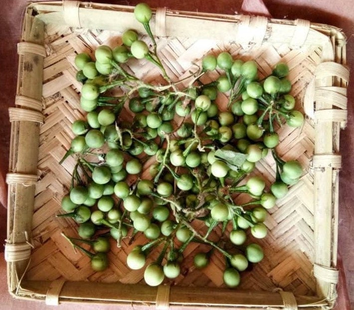 Turkey Berry | Kattula Family Farms