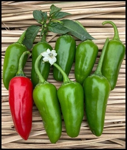 Bullet Chilli | Kattula Family Farms