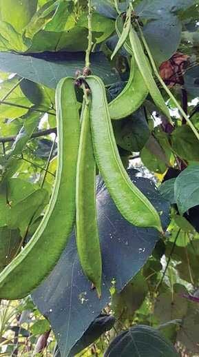 Tammakaya/ Sword bean bush variety | Kattula Family Farms