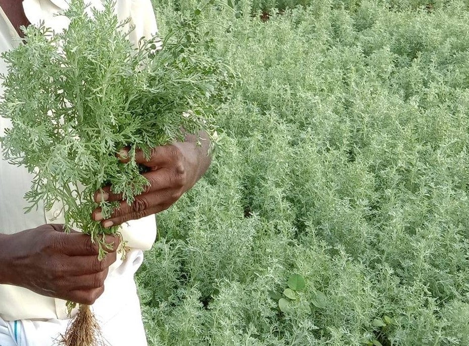 Dhavanam/Artemisia pallens/arikolundu | Kattula Family Farms