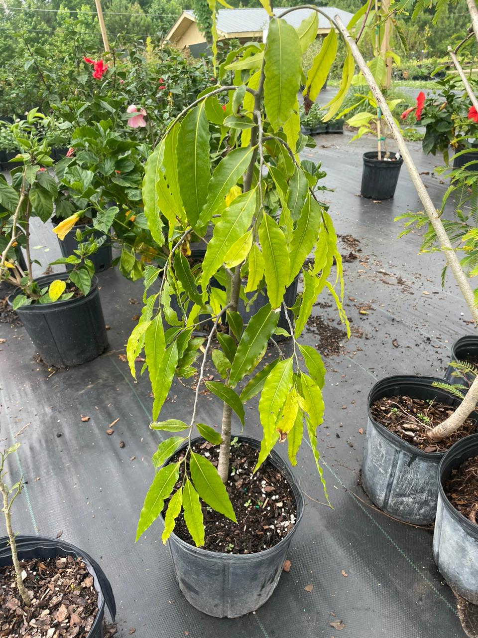 Kattula Family Farms